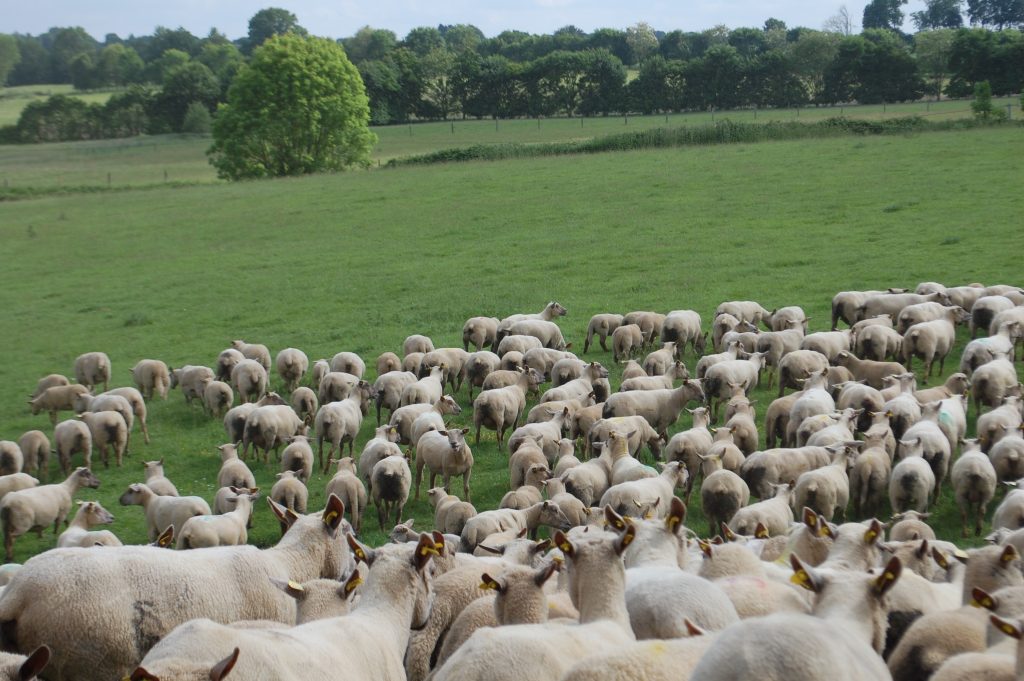 paturage_brebis – Ferme de la Fontaine du Feu